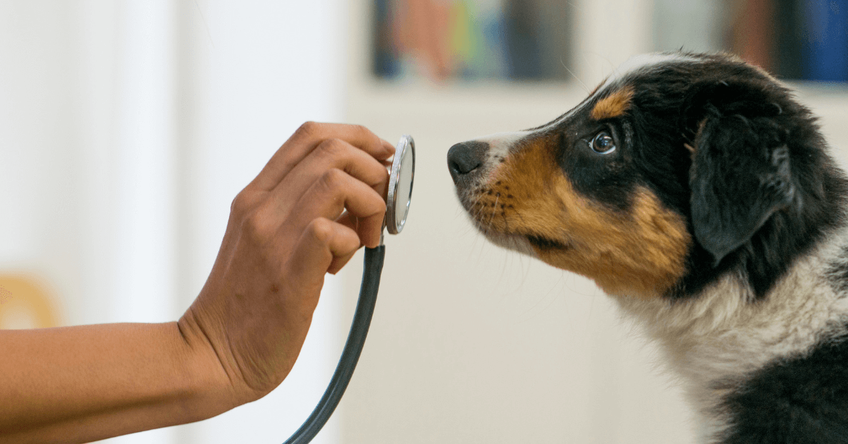 Chorley Vets - Services