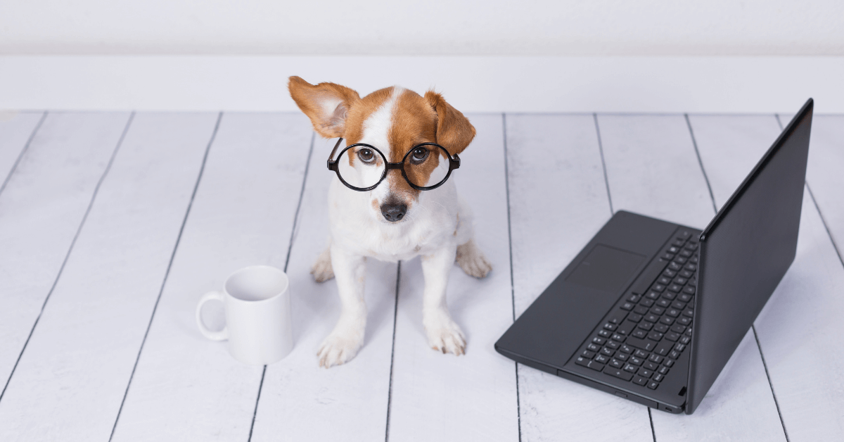 Contact Us - Chorley Vets